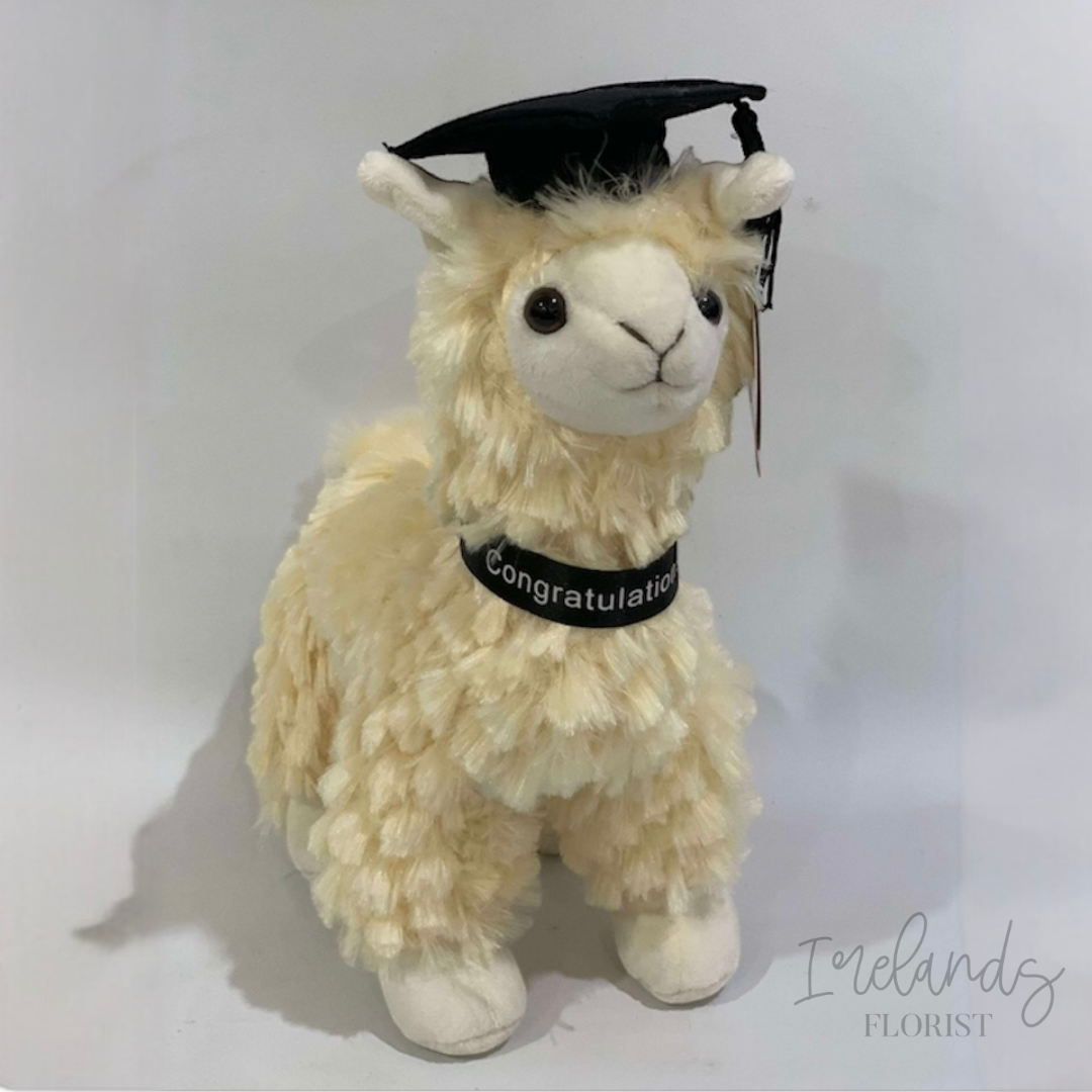 Congratulations Graduation Llama – Fun Graduation Gift | Ireland's ...
