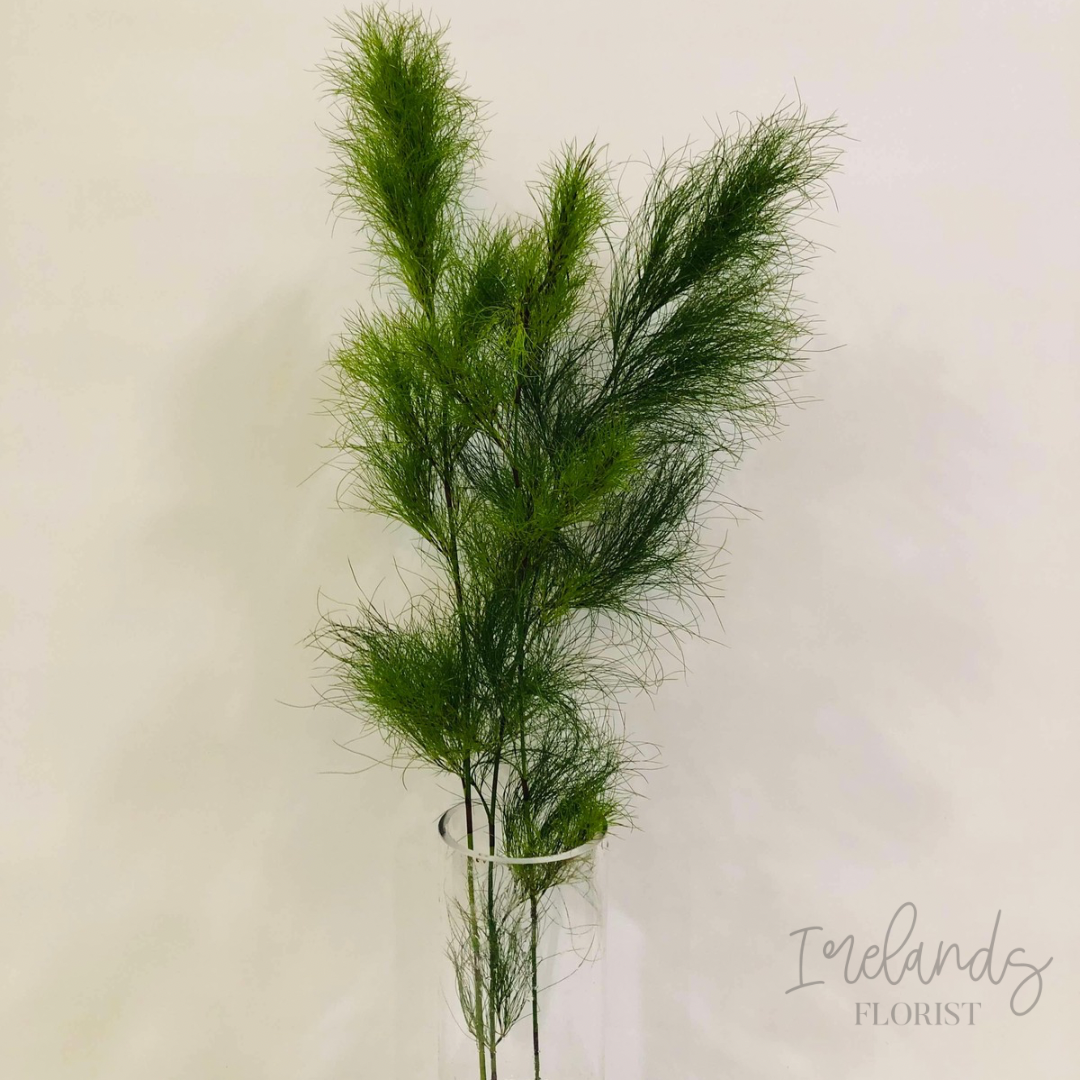 Koala Fern Foliage | Ireland’s Florist Sunbury — Irelands Florist