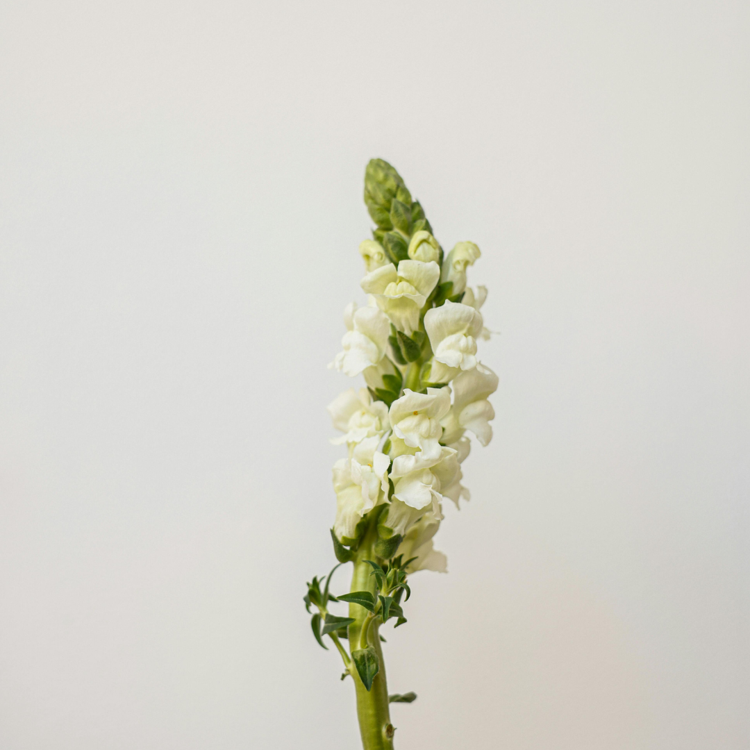 Fresh Snapdragons in Season | Ireland’s Florist Sunbury — Irelands Florist