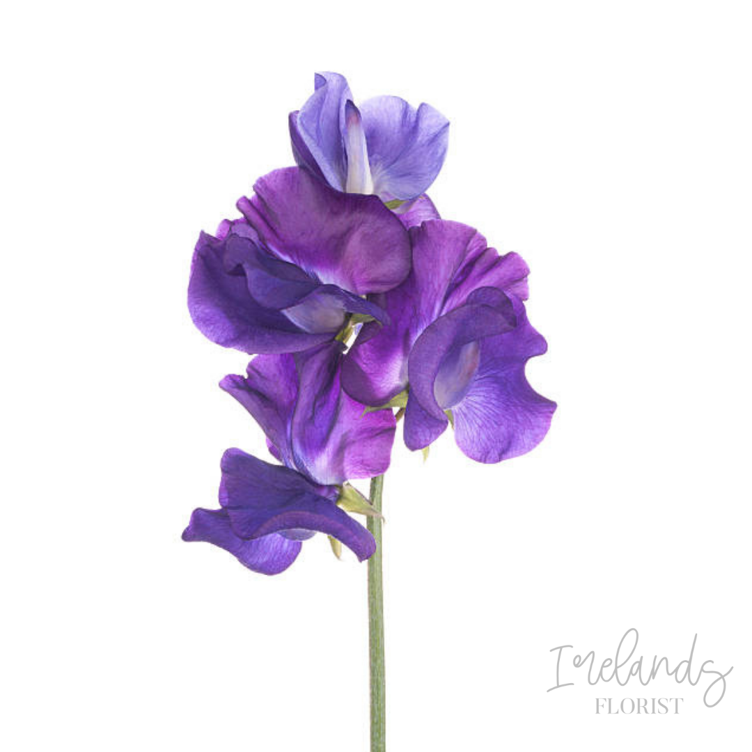 Sweet Pea Stems | Ireland’s Florist Sunbury — Irelands Florist